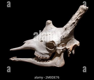 Giraffe (Giraffa camelopardalis) has animal bone in mouth. Etosha ...