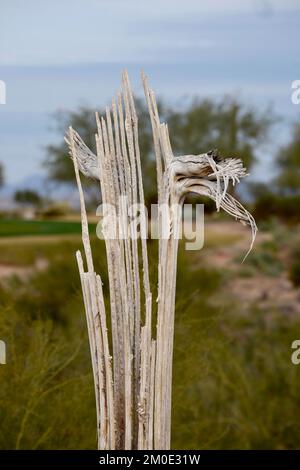 The inside wood of a saguaro cactus Stock Photo - Alamy
