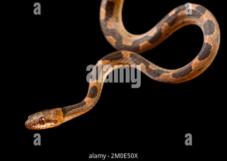 Banded cat-eyed snake (Leptodeira annulata) having caught a frog ...