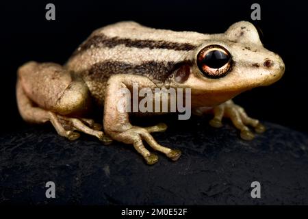 Red Snouted Tree Frog (Scinax ruber) Amphibia Stock Photo - Alamy