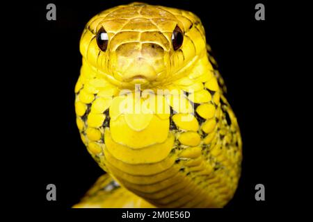 Yellow-bellied puffing snake (Pseustes sulphureus Stock Photo - Alamy