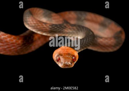 A tropical flat snake (Siphlophis compressus) coiled on a log in the ...