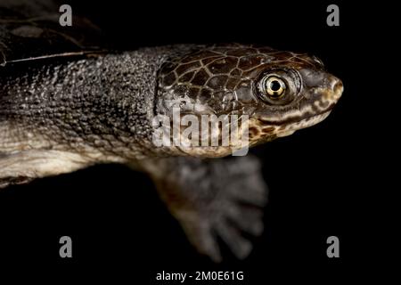 Toadhead turtle (Mesoclemmys gibba Stock Photo - Alamy