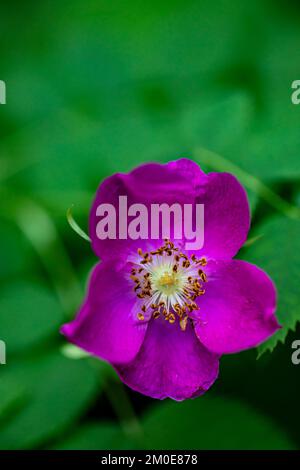 Rosa pendulina flower growing in mountains, close up Stock Photo - Alamy
