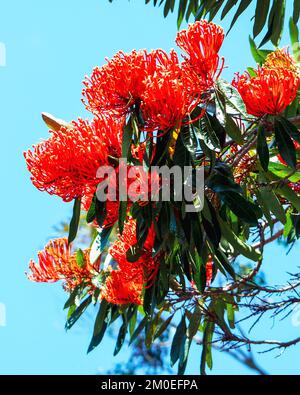 Flowers, Queensland Tree Waratah in vibrant brilliant flaming red bloom ...