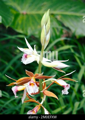 Native Australian swamp orchid (Phaius tankervilleae), Cairns ...