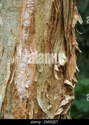 flaky papery bark on a tree trunk, Australia Stock Photo - Alamy