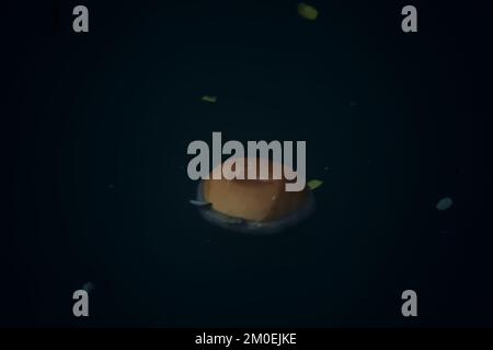 Bread loaf floating on water Stock Photo - Alamy