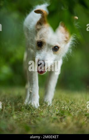 Cross breed dog walks in a garden Stock Photo - Alamy