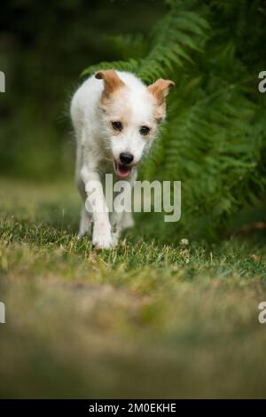 Cross breed dog walks in a garden Stock Photo - Alamy