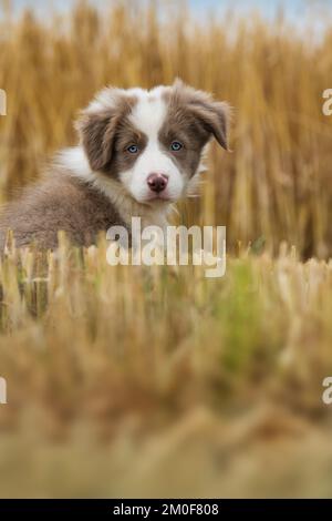 Border collie puppy in a stubblefield Stock Photo - Alamy