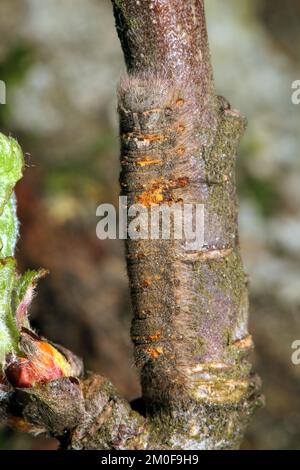 lappet (Gastropacha quercifolia, Phalaena quercifolia), well ...