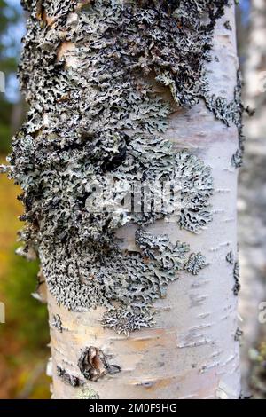 Scandinavia, Norway, Birch tree covered with snow at dawn Stock Photo ...