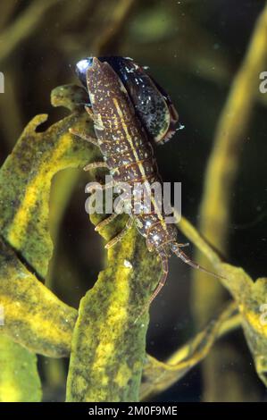 Baltic isopod, Baltic sea centipede (Idotea balthica), on algae ...