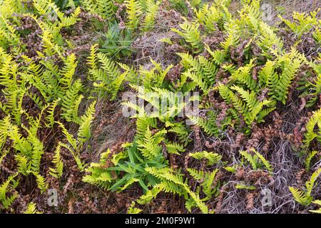 common polypody (Polypodium vulgare), group, Sweden Stock Photo - Alamy