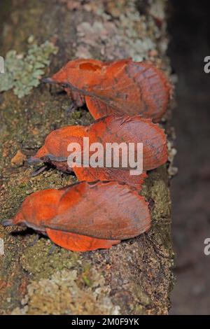 lappet (Gastropacha quercifolia, Phalaena quercifolia), three lappets ...