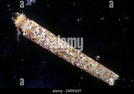 trumpet worm (Amphictene koreni, Lagis koreni, Pectinaria koreni), in a ...