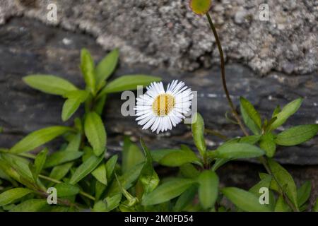 Daisies grown on a stone wall Stock Photo - Alamy