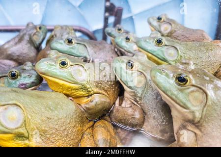 Live frogs or knows as field chicken in restaurant ready to be served ...