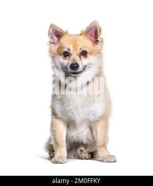 Mixed Breed Dog (Spitz cross) and Pomeranian Spitz, puppy, 4 months ...