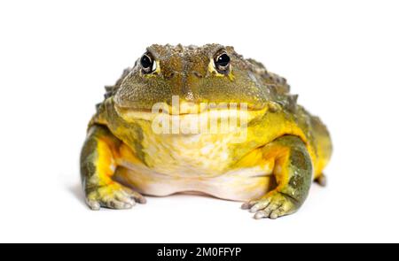 African bullfrog, pixie frog, pyxicephalus adspersus Stock Photo - Alamy