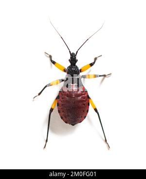 Second instar nymph of of Two-spotted assassin bug, Platymeris ...