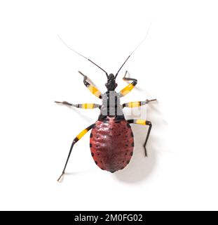 Second instar nymph of of Two-spotted assassin bug, Platymeris ...