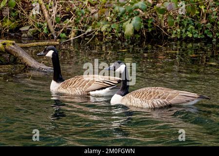 A pair of Canada Geese paddling at Moss Valley lake, Brynteg, Wrexham ...