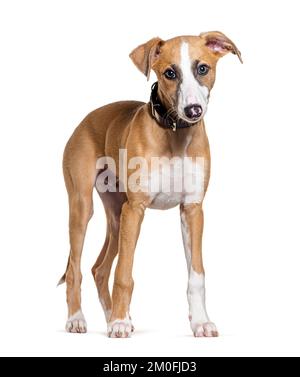 Whippets dog standing isolated on white background Stock Photo - Alamy