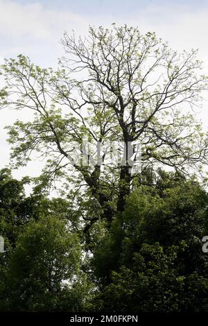 Ash trees in Copenhagen, Denmark Stock Photo - Alamy