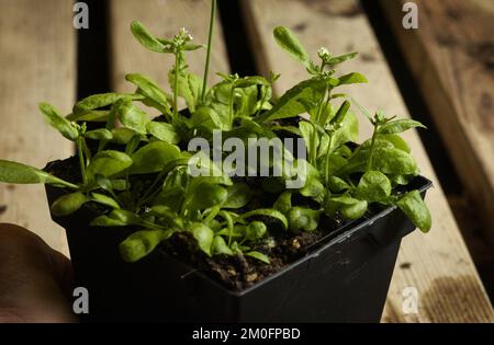 Danish scientists at the Botanic Gardens in Copenhagen have developed a ...