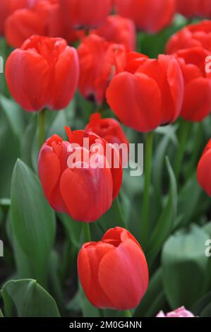 Darwin Hybrid tulips (Tulipa) Red Pride bloom in a garden in April ...