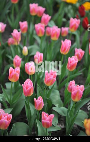 Pink and yellow Triumph tulips (Tulipa) Tom Pouce bloom in a garden in ...