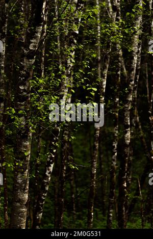 A vertical shot of lush green birch trees in Redwood National and State ...