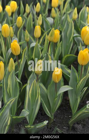 Tulipa "Yellow Wave", Darwin hybrid, Tulips Group, Yellow Flowers ...