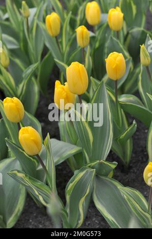 Tulipa "Yellow Wave", Darwin hybrid, Tulips Group, Yellow Flowers ...