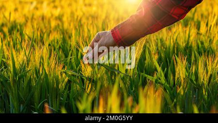 Farmer woman corn harvest rural agriculture field crop woman in hat ...