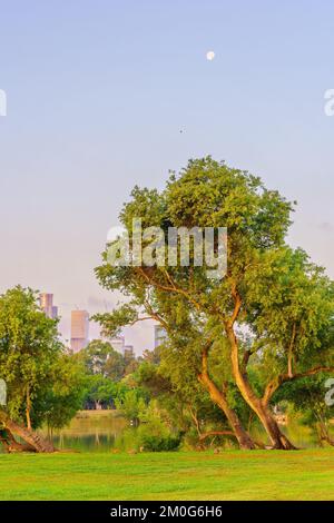 Sunrise view of Golden jackals (Canis aureus) on the lawns of the ...
