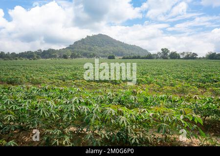 In a farm There are many cassava trees planted in rows. It’s located in ...