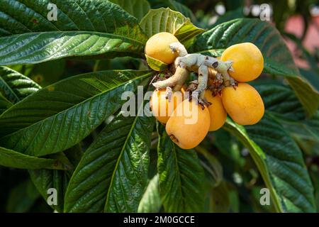 loquat fruits, nese, italy Stock Photo - Alamy
