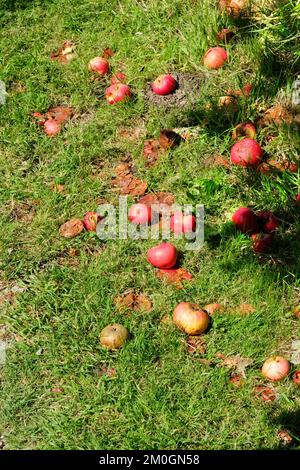wind fall apples Stock Photo - Alamy