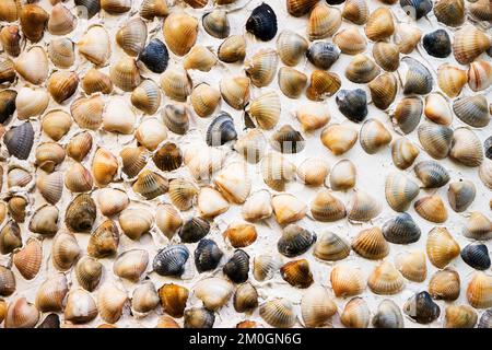 Sea shells pattern on gray background, copy space. Flat lay, top view ...