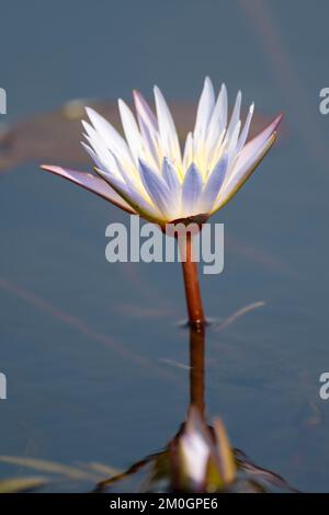 Water lily (Nymphaea), Bangweulu Swamps, Zambia, Africa Stock Photo - Alamy