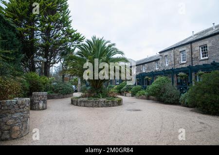 A palm tree in the grounds of Tregenna Castle in St Ives, Cornwall ...