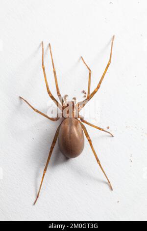Female Brown Recluse Spider - poisonous arachnid Stock Photo - Alamy