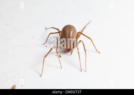 Female Brown Recluse Spider - poisonous arachnid Stock Photo - Alamy