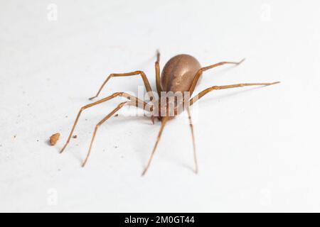 Female Brown Recluse Spider - poisonous arachnid Stock Photo - Alamy