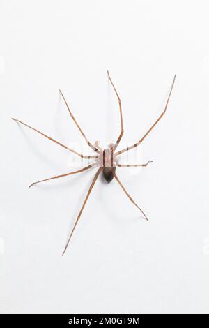 Male Brown Recluse Spider - poisonous arachnid Stock Photo - Alamy