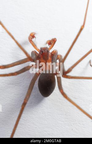 Male Brown Recluse Spider - poisonous arachnid Stock Photo - Alamy