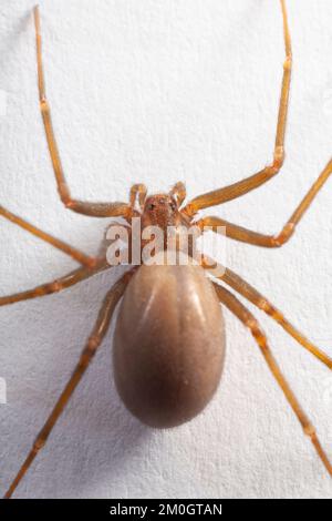 Female Brown Recluse Spider - poisonous arachnid Stock Photo - Alamy